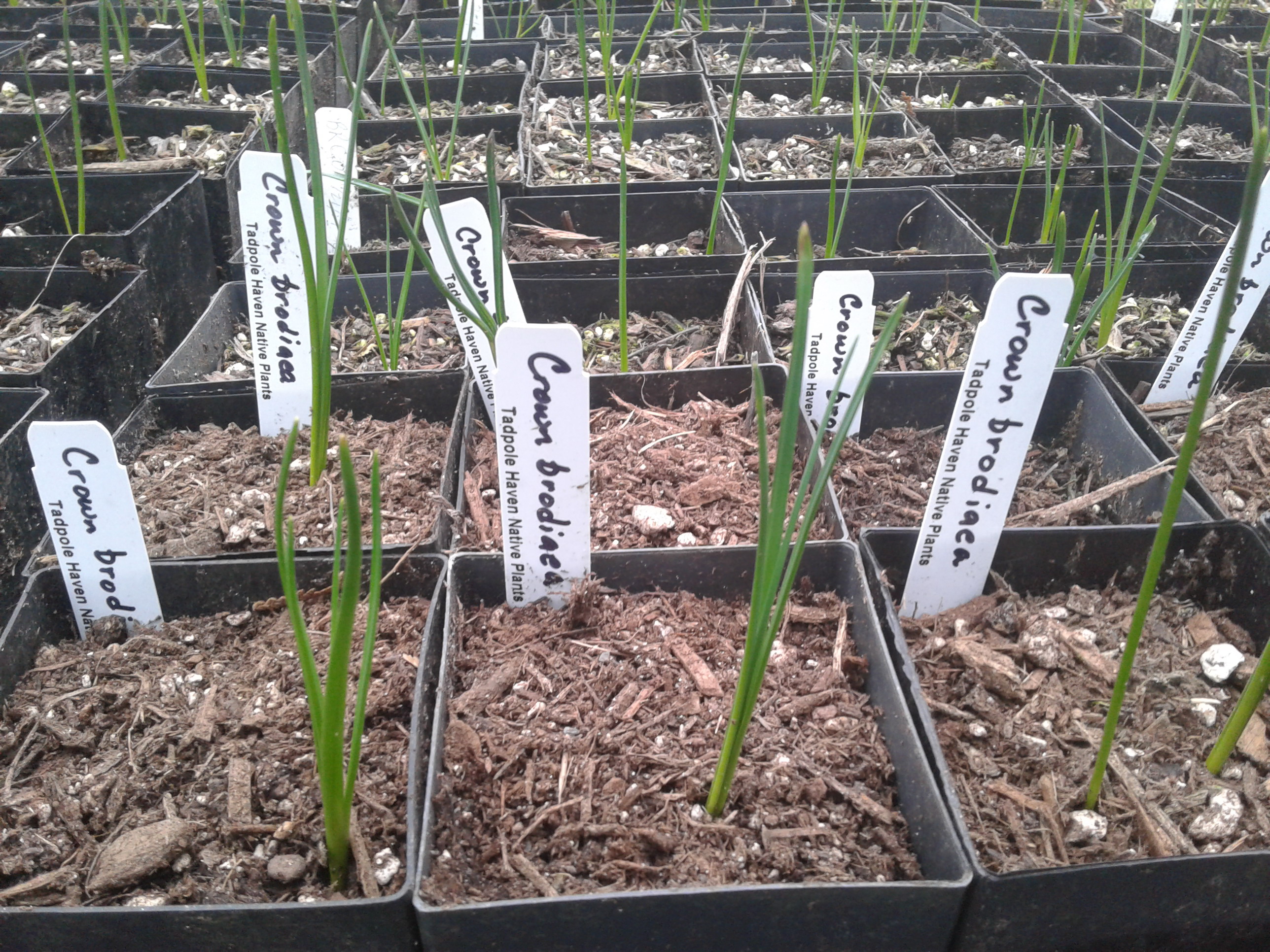 On My Knees to Crown Brodiaea